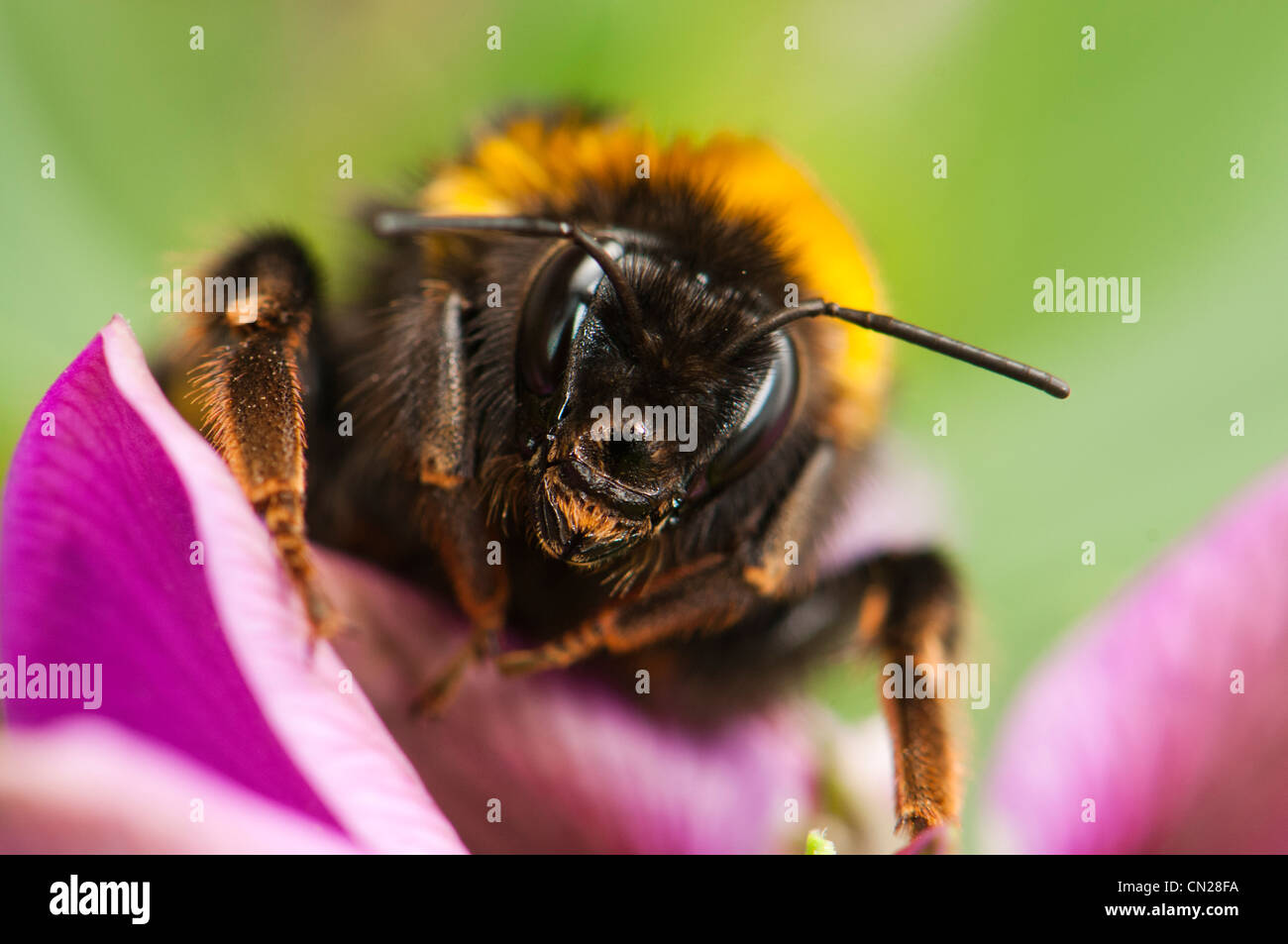 Bumble Bee pollinating in garden, Spain Stock Photo - Alamy
