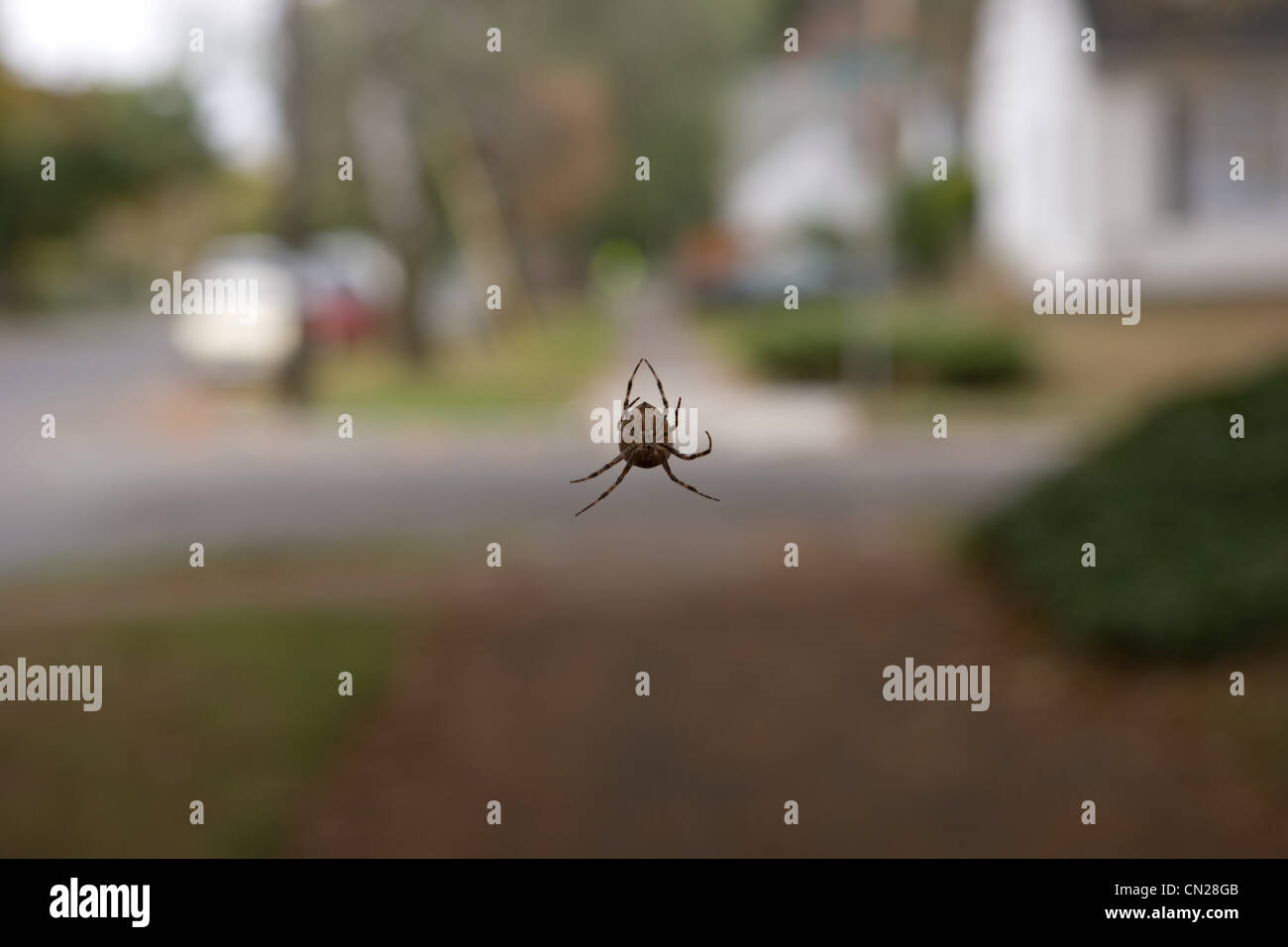 Spider, close up Stock Photo - Alamy
