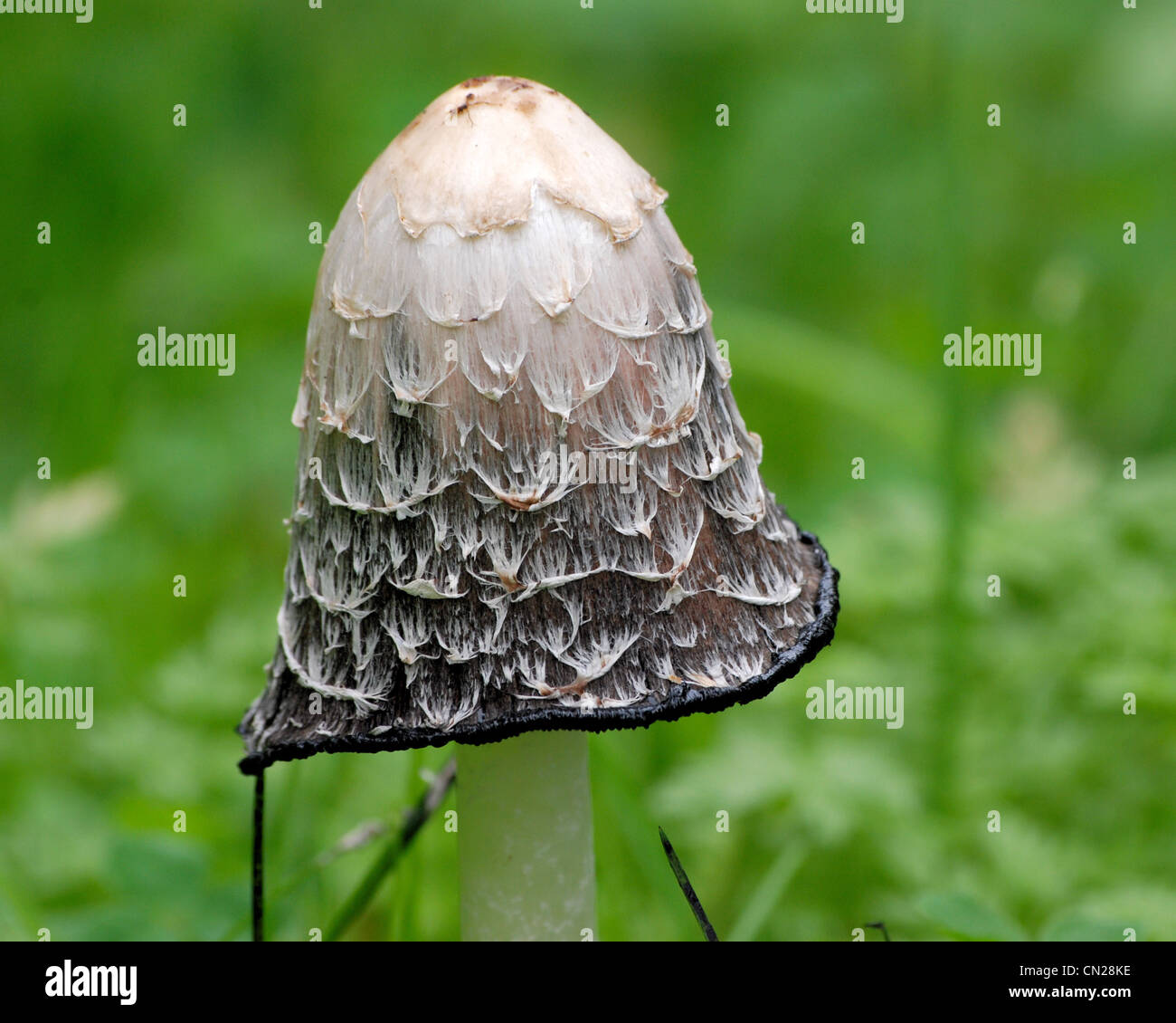 Shaggy mane mushroom, an old specimen Stock Photo - Alamy