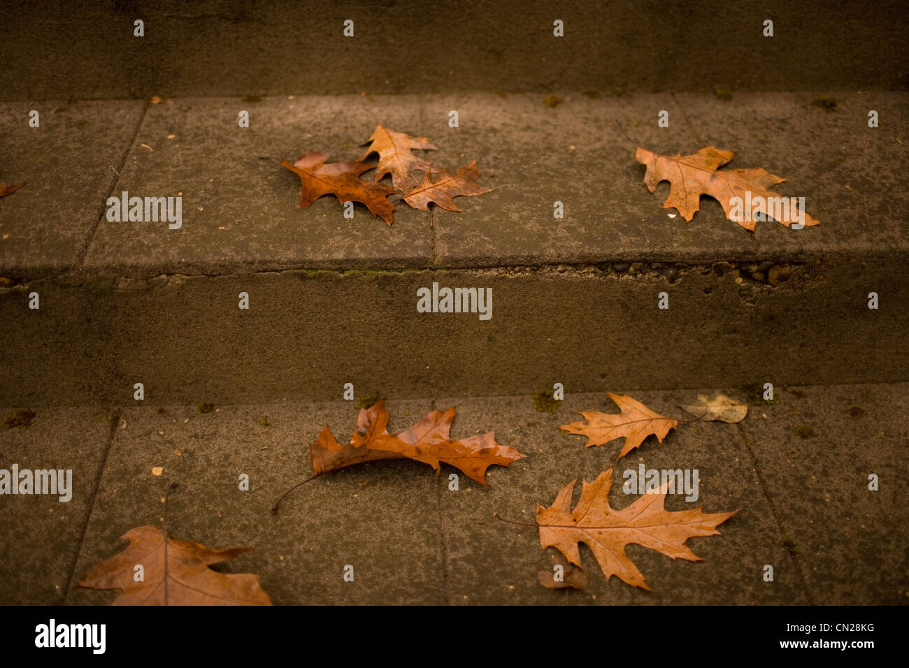 Autumn leaves on steps Stock Photo - Alamy