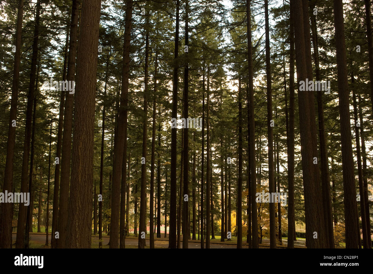 Trees in forest Stock Photo - Alamy