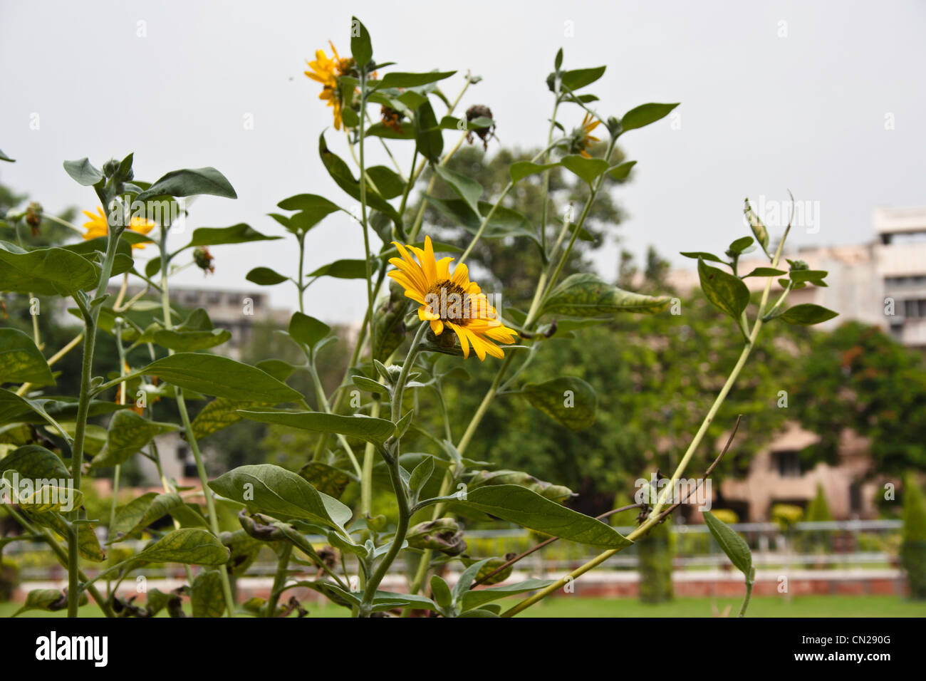 Beautiful yellow flowers in a garden - this is the garden inside ...