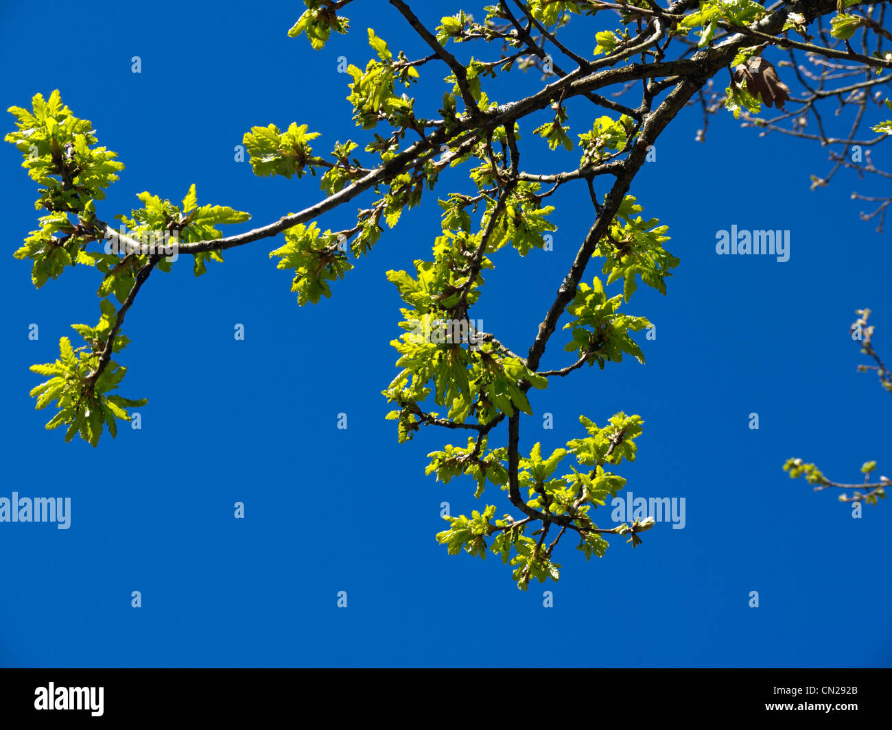 Oak leaves spring hi-res stock photography and images - Alamy