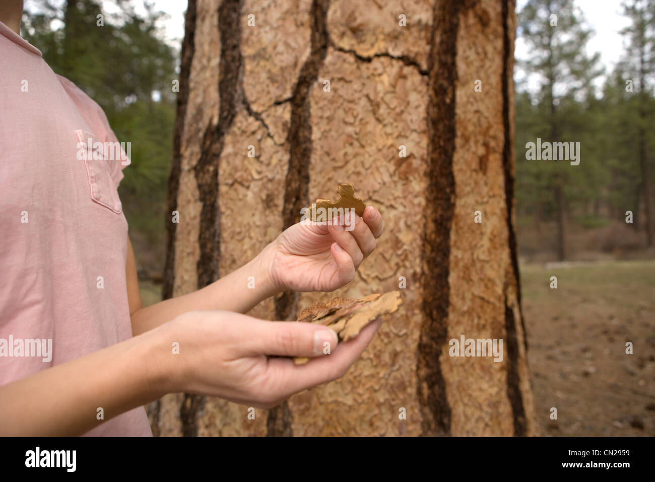 One piece tree bark hi-res stock photography and images - Alamy