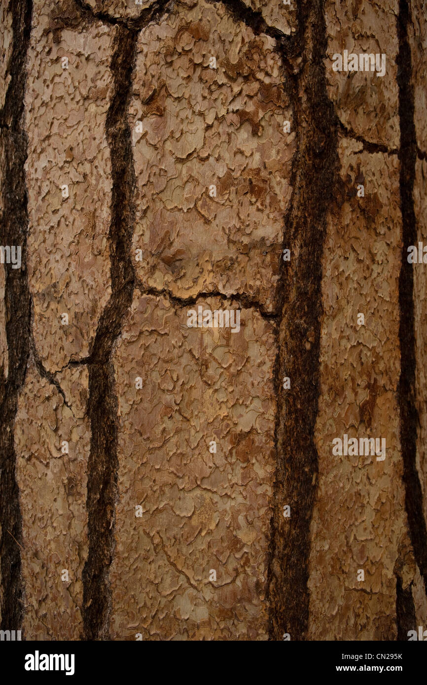 Tree bark, full frame Stock Photo - Alamy
