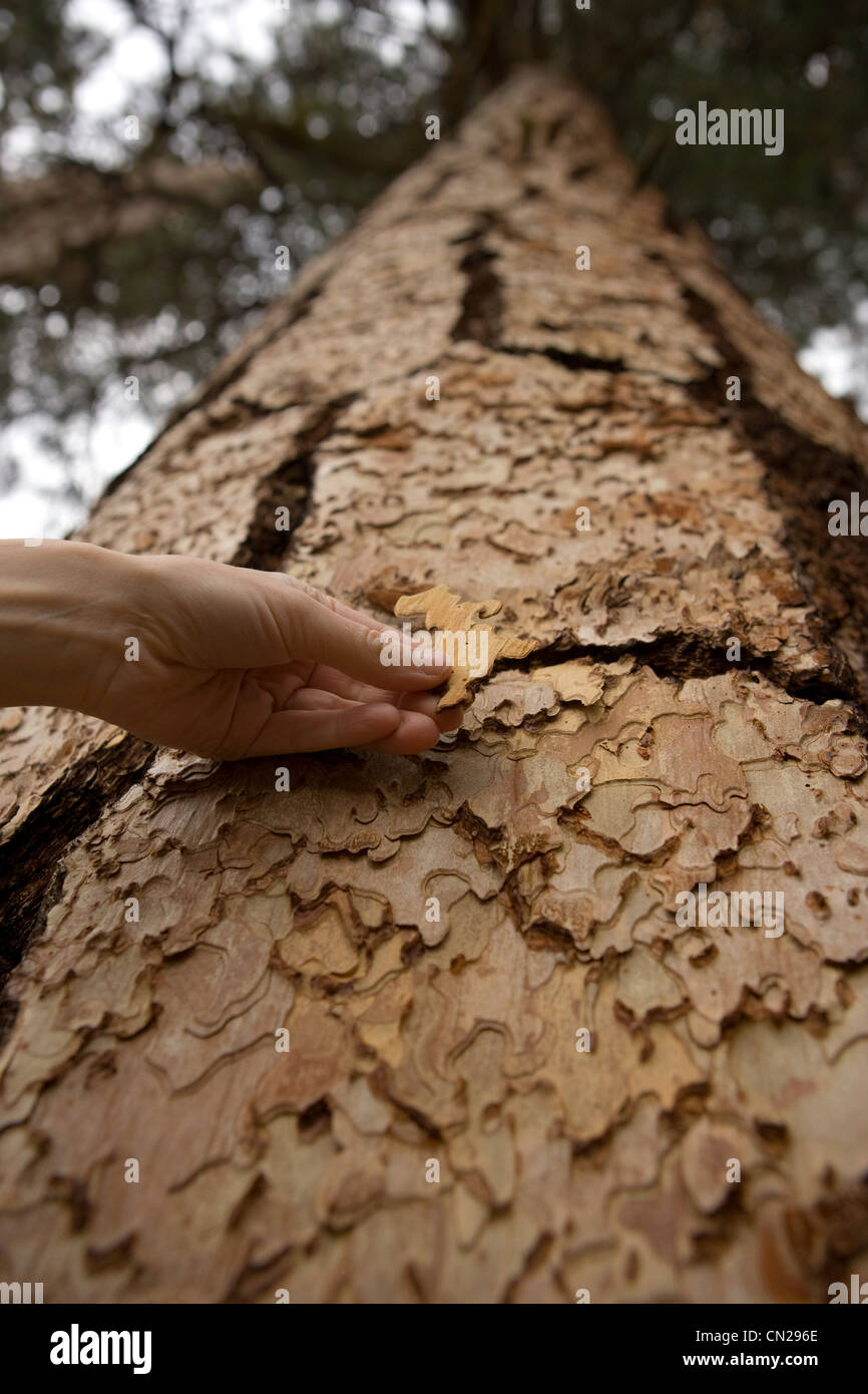 Woman touching tree bark Stock Photo - Alamy