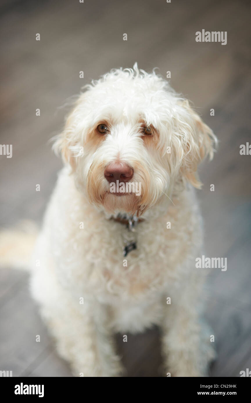 Cross breed sheep hi-res stock photography and images - Alamy