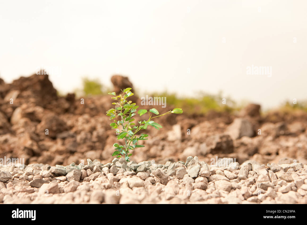 North american weed hi-res stock photography and images - Alamy