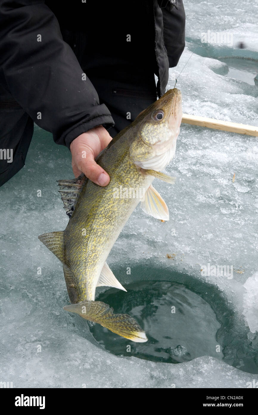 Walleye Ice Fishing High Resolution Stock Photography and Images - Alamy