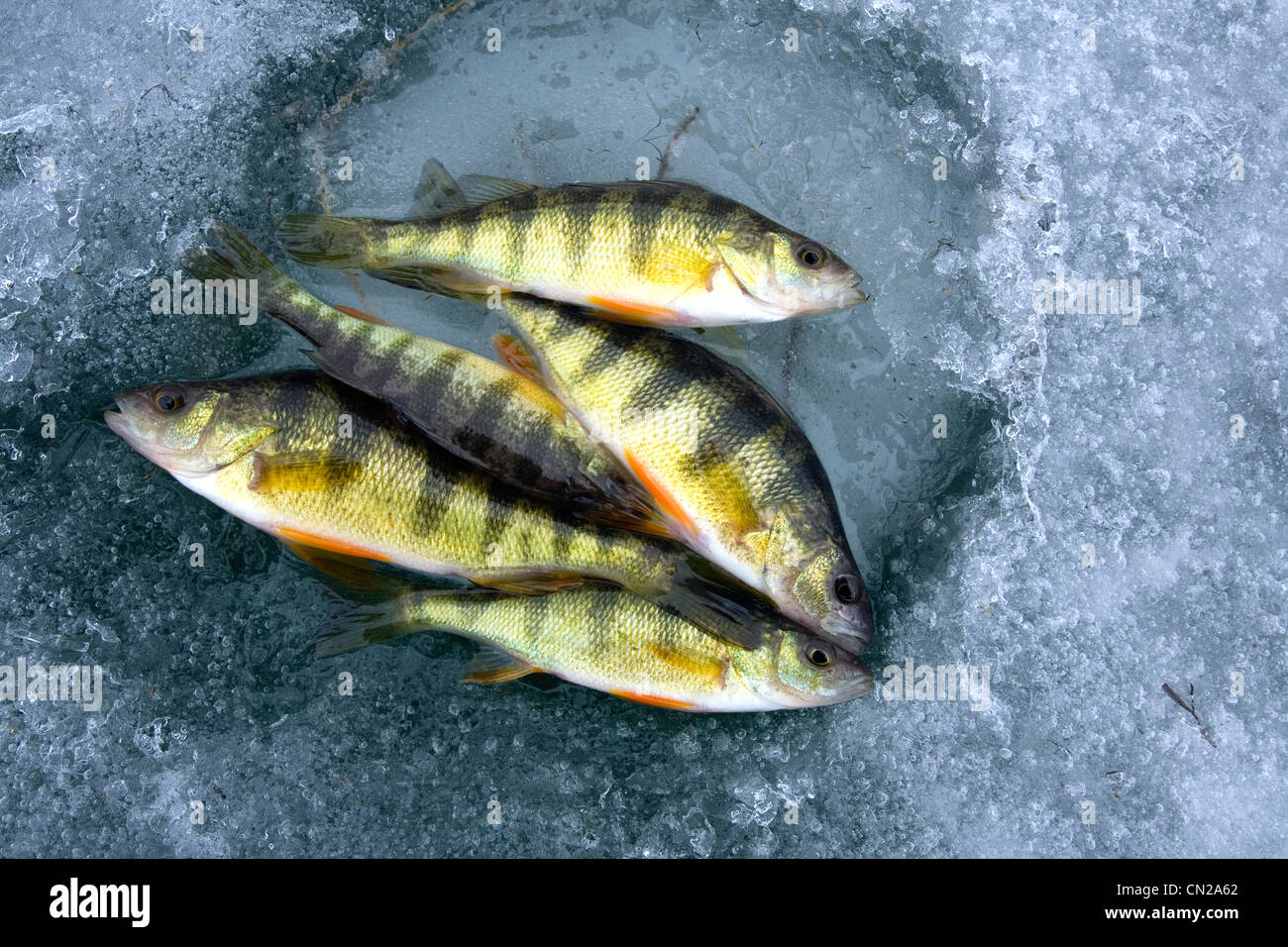 Yellow Perch Perca Flavescens High Resolution Stock Photography and ...