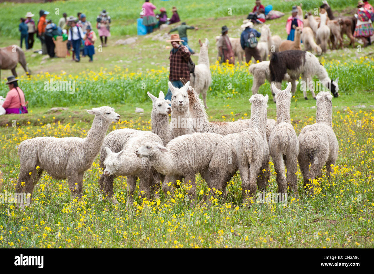 Lamas inca hi-res stock photography and images - Alamy