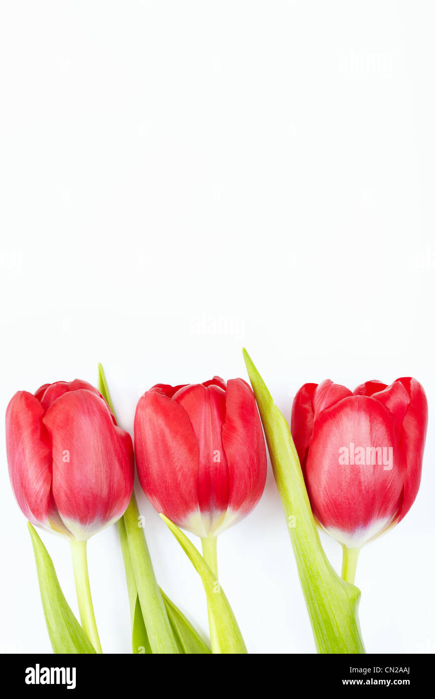 Three petal flower hi-res stock photography and images - Alamy