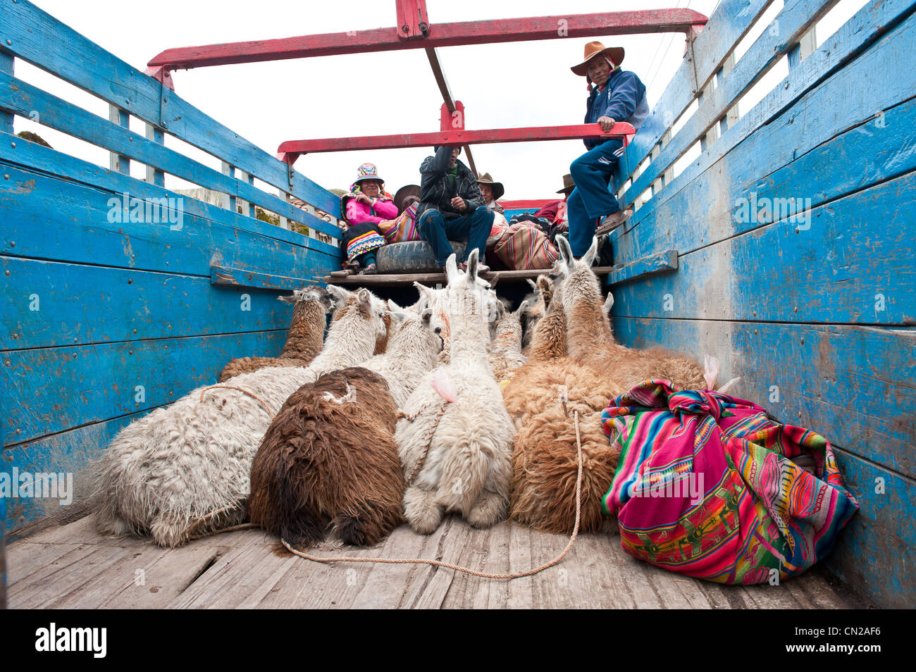 Peru, Cuzco province, Inca Sacred Valley, San Ilario, cattle market ...