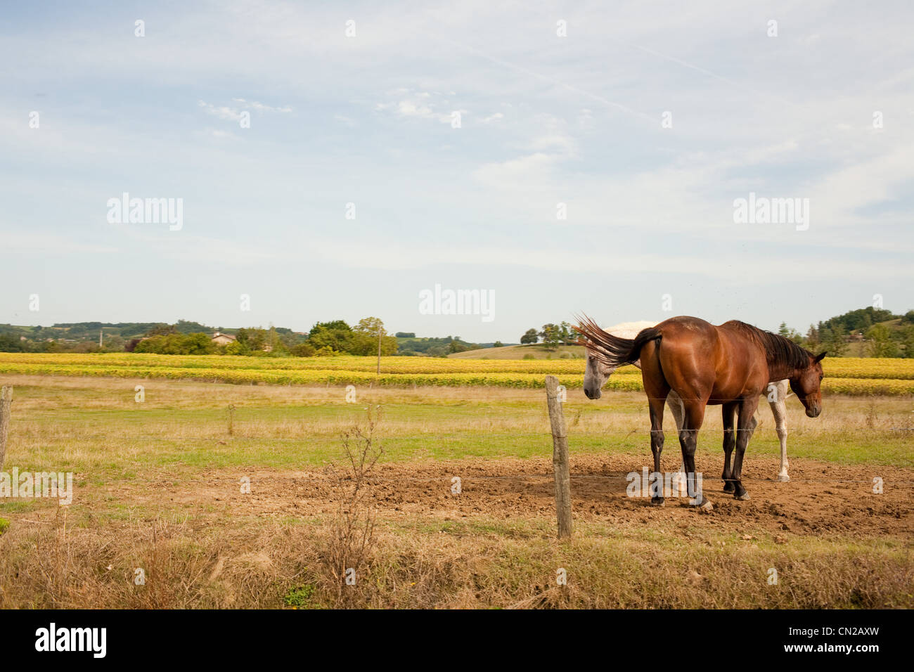 Horses in field Stock Photo - Alamy