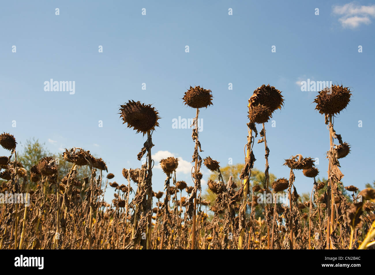 Dried sunflowers in field Stock Photo - Alamy
