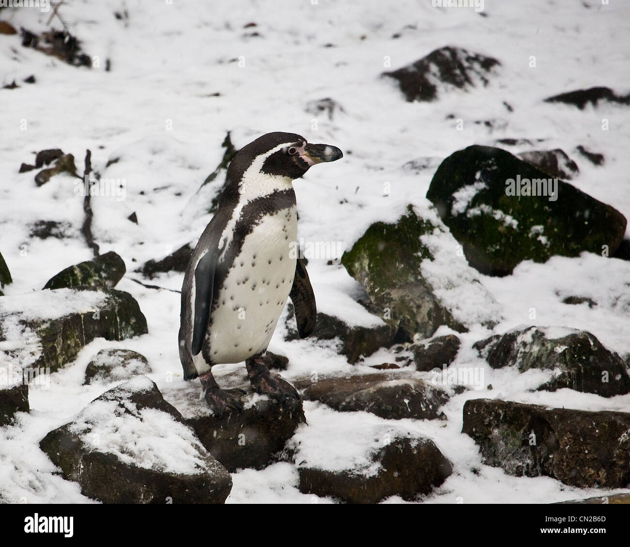 Penguin in snow Stock Photo - Alamy