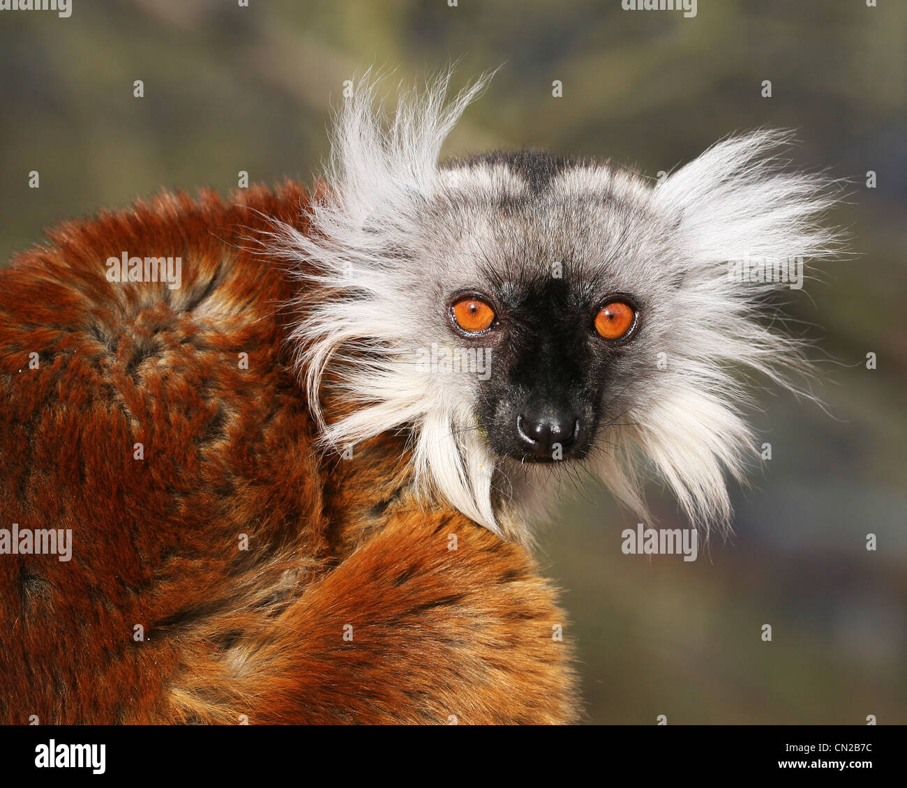 Lemur close up hi-res stock photography and images - Alamy