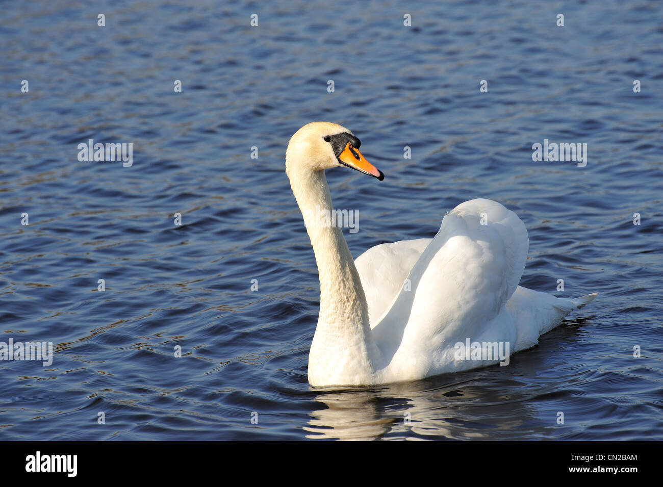 white swan on blue still water Stock Photo - Alamy