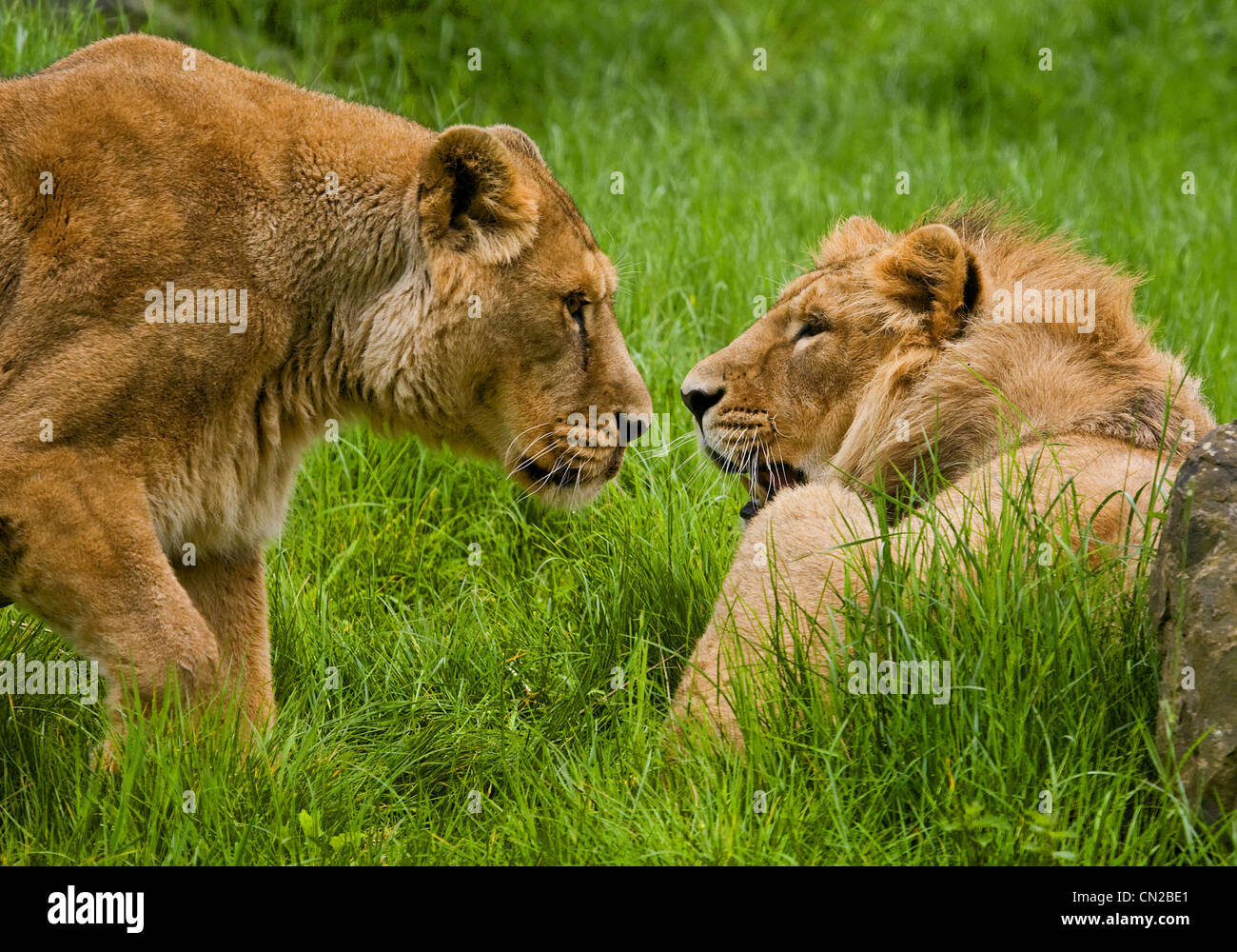 Male and female lion Stock Photo - Alamy