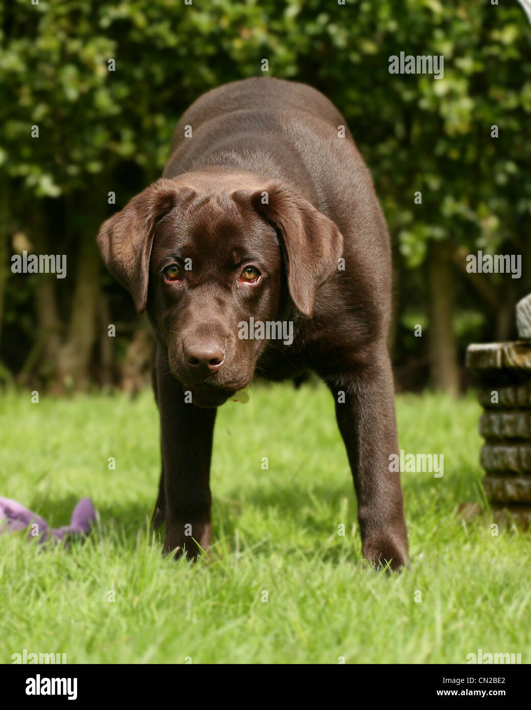 Labrador standing hi-res stock photography and images - Alamy