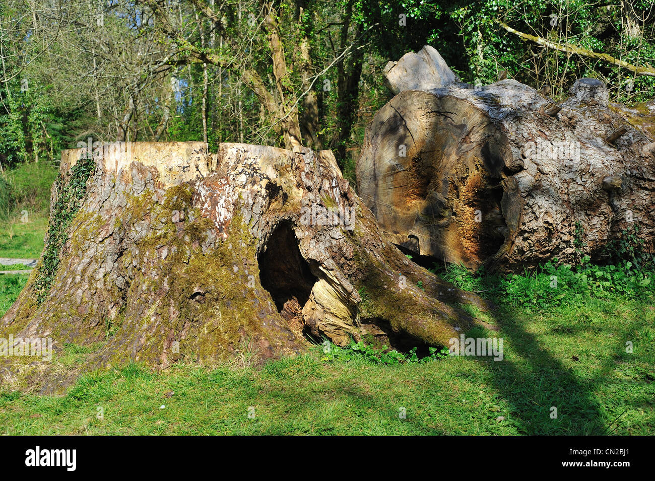 The stub covered with a moss - all that remains from the big tree in ...