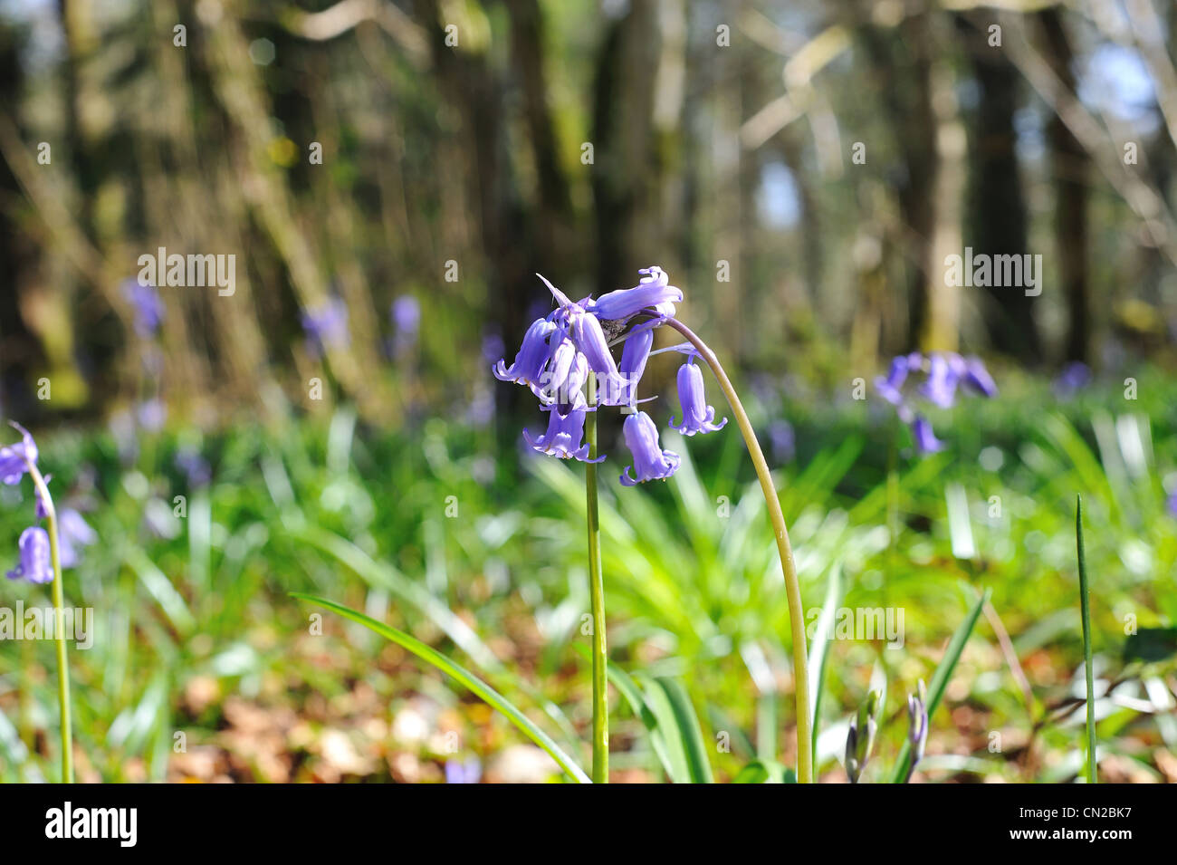 English bluebell garden hi-res stock photography and images - Alamy
