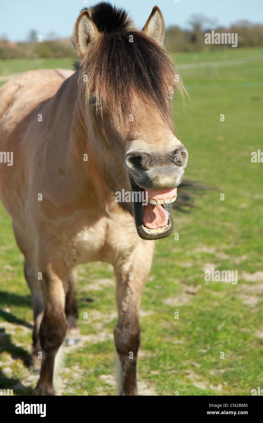 Laughing horse funny teeth hi-res stock photography and images - Alamy