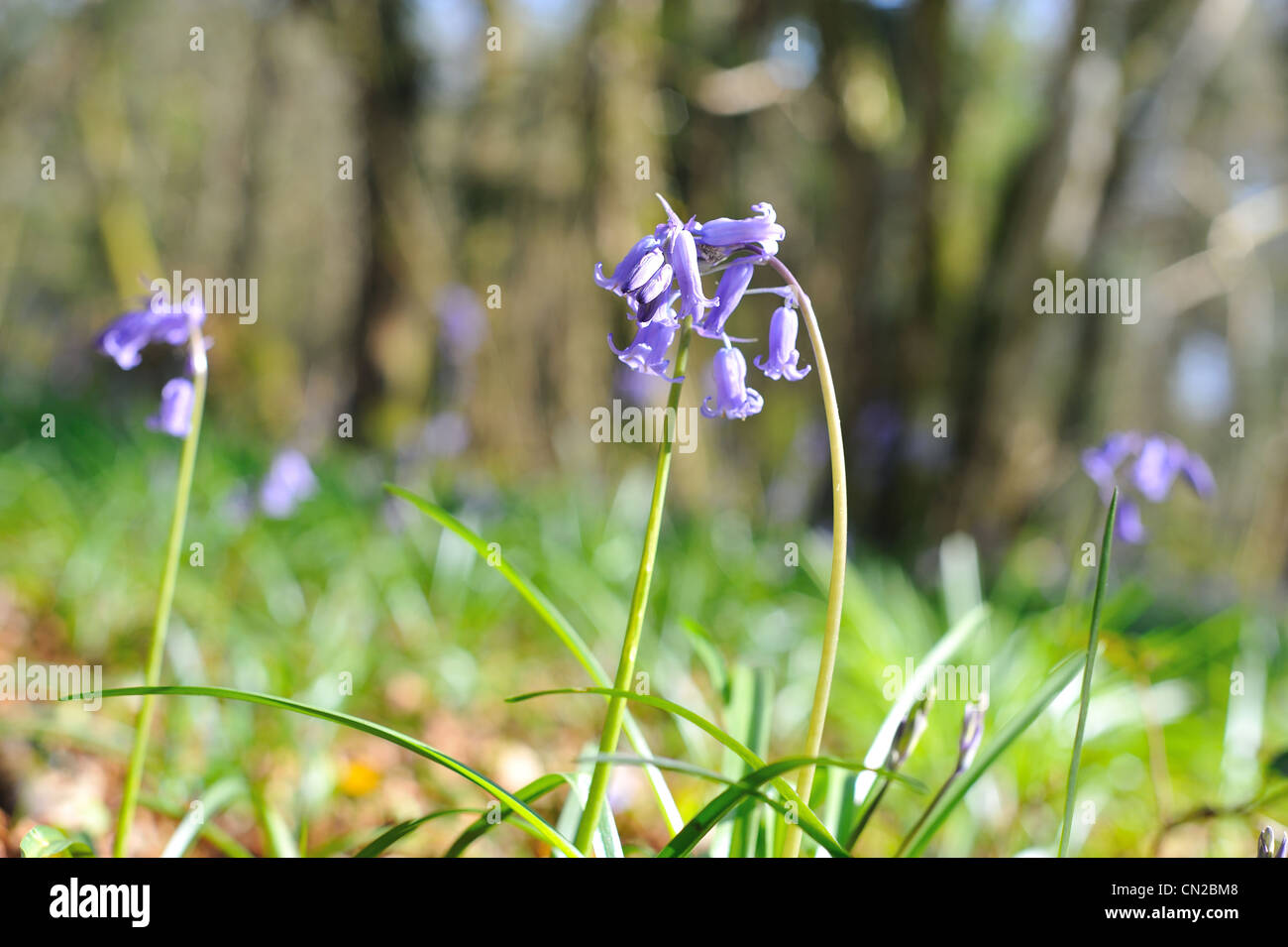 English bluebell garden hi-res stock photography and images - Alamy