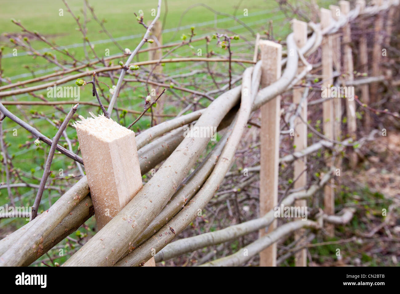 Hedge laying hi-res stock photography and images - Alamy