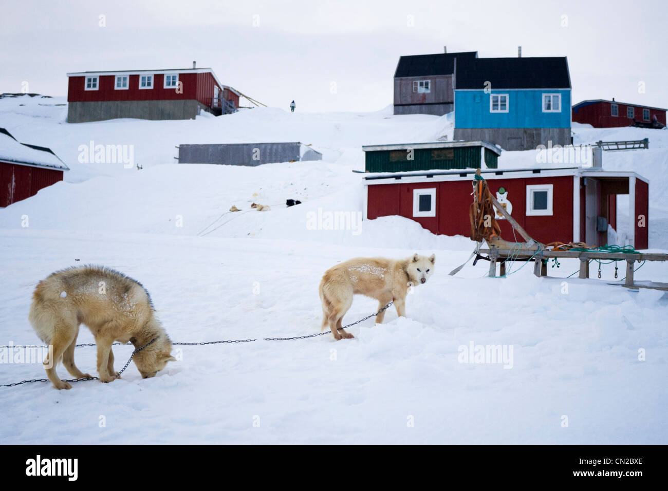 Kulusuk village scene with dogs, East Coast, Greenland Stock Photo - Alamy