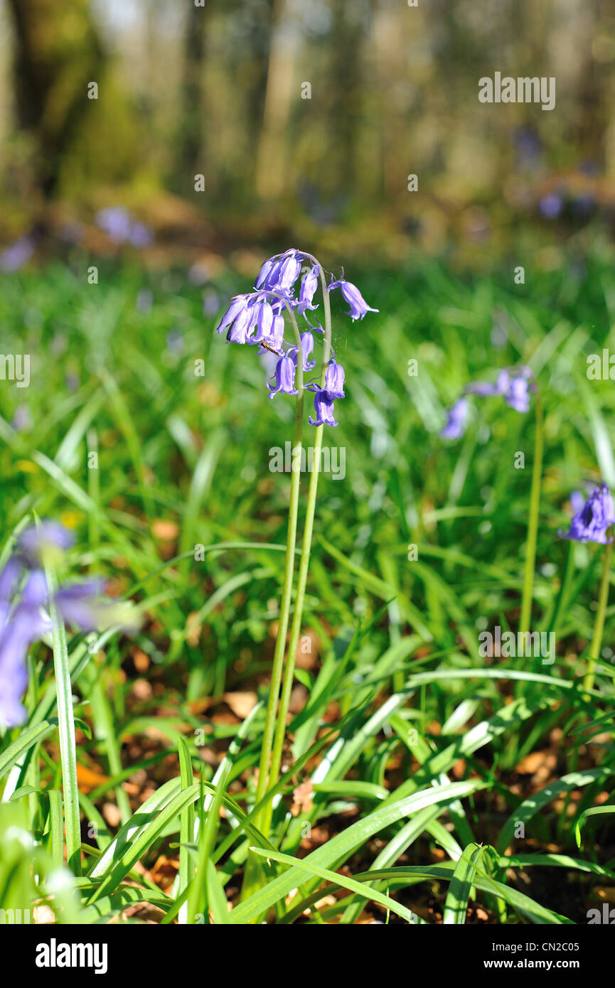 Bunch of bluebells Spring flowers in the forest Stock Photo - Alamy