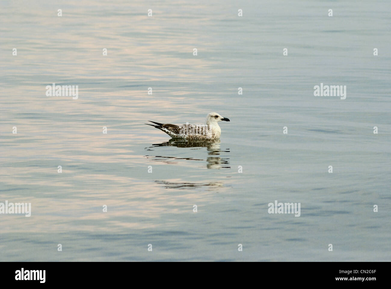 sea bird seagull in water. nature Stock Photo - Alamy