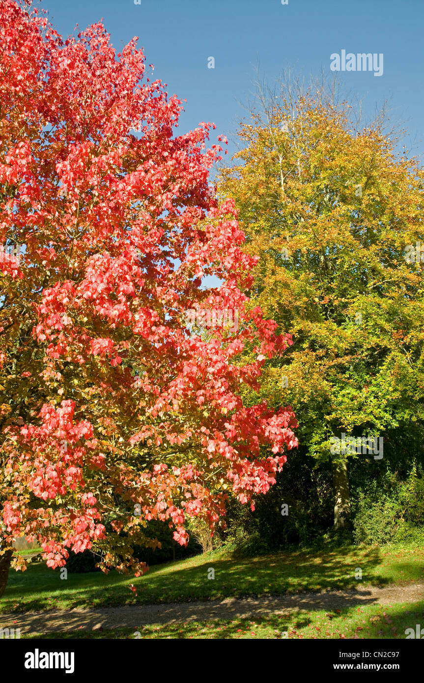 Attractive autumn colours in a Red Maple tree Stock Photo - Alamy
