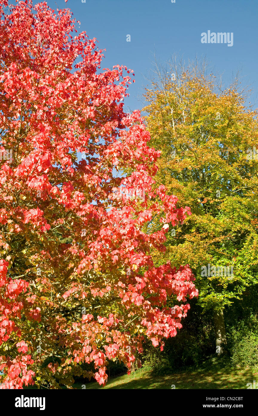 Attractive autumn colours in a Red Maple tree Stock Photo - Alamy