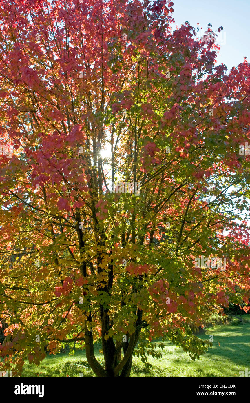 Acer rubra hi-res stock photography and images - Alamy