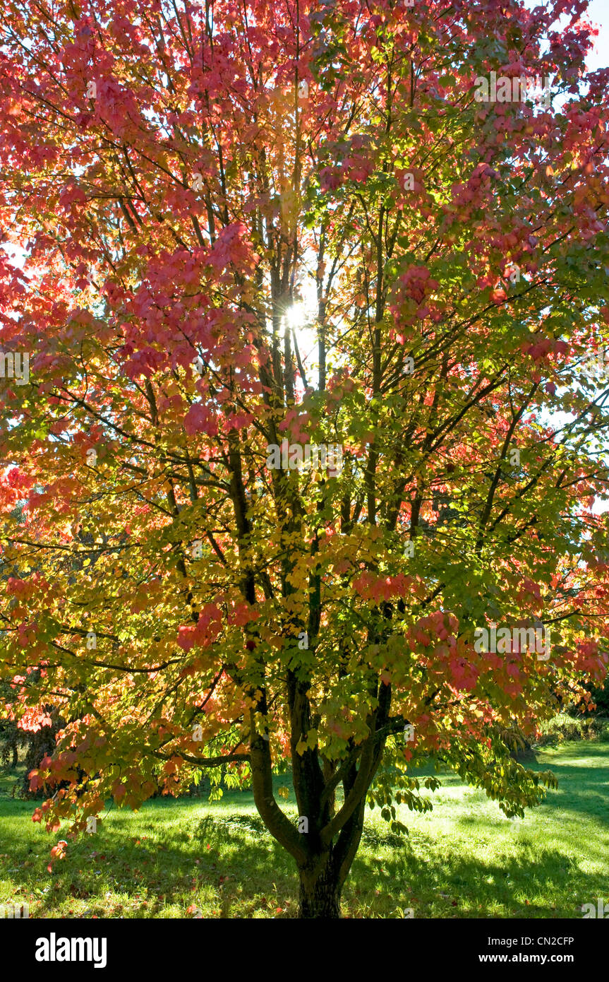 Acer rubra hi-res stock photography and images - Alamy