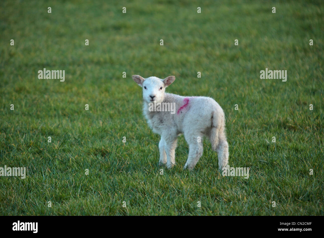 A lamb in a field during lambing season in Nidderdale, Yorkshire Stock ...