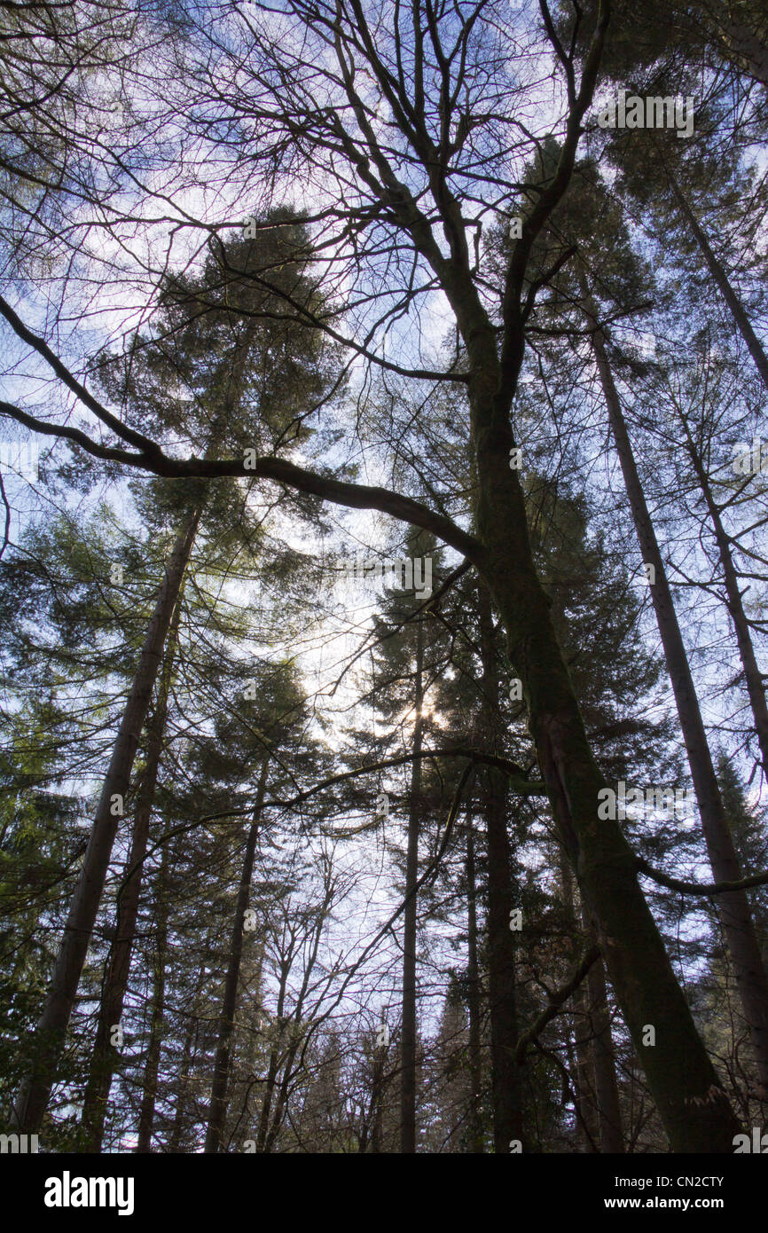 Through the Trees Stock Photo - Alamy
