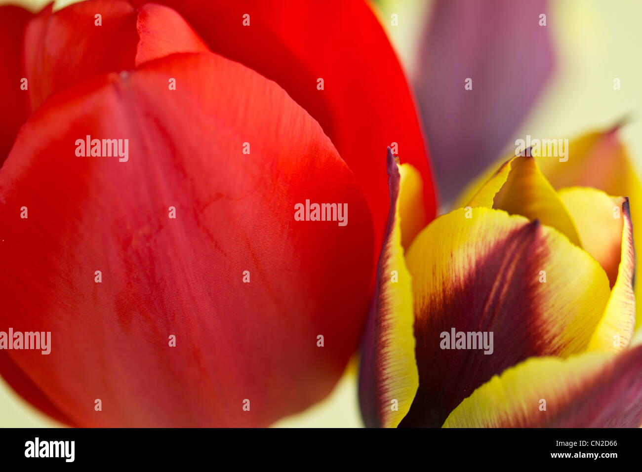 Spring bloom display hi-res stock photography and images - Alamy