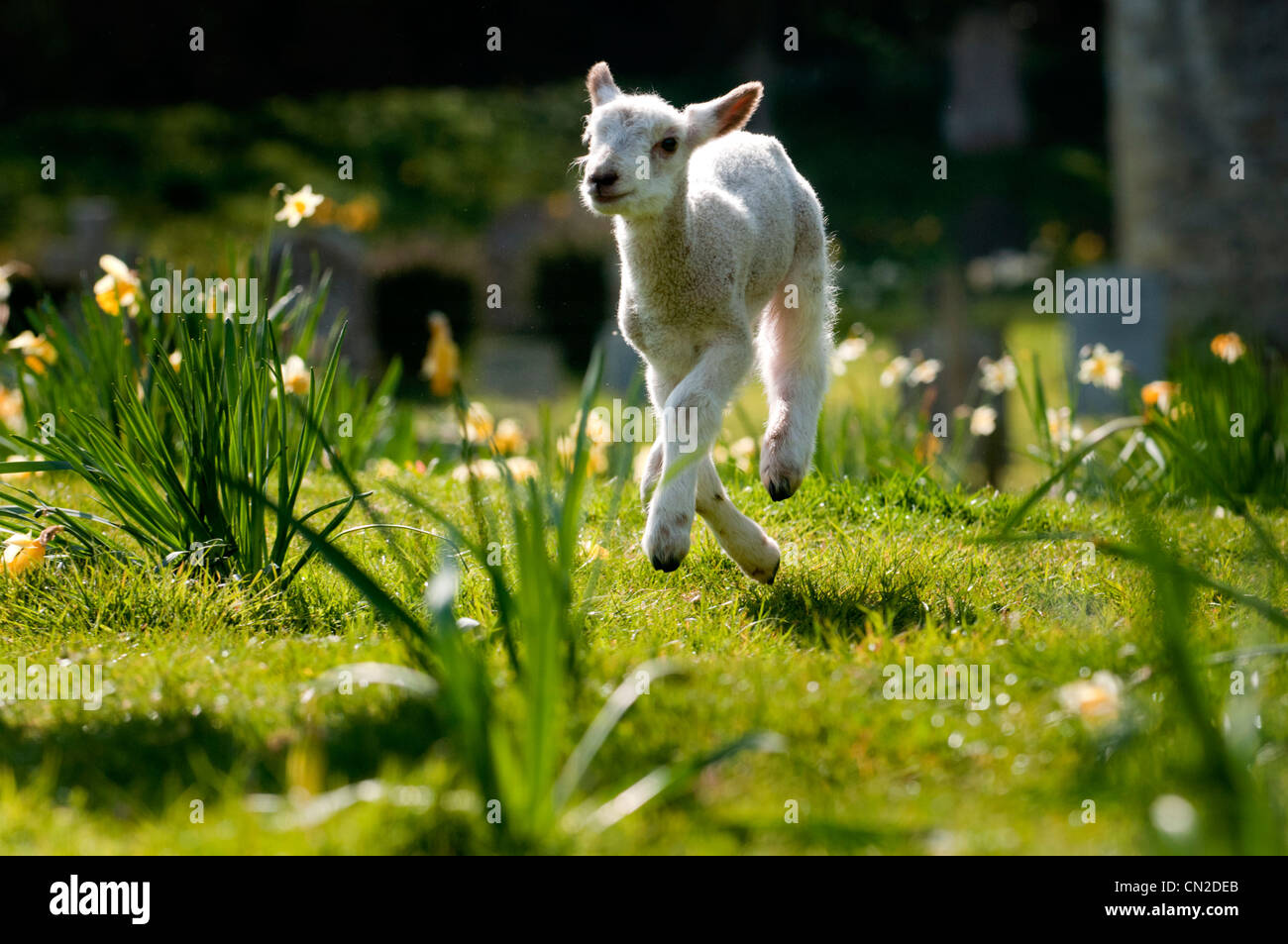 A lamb frolicking in the spring sunshine Stock Photo - Alamy