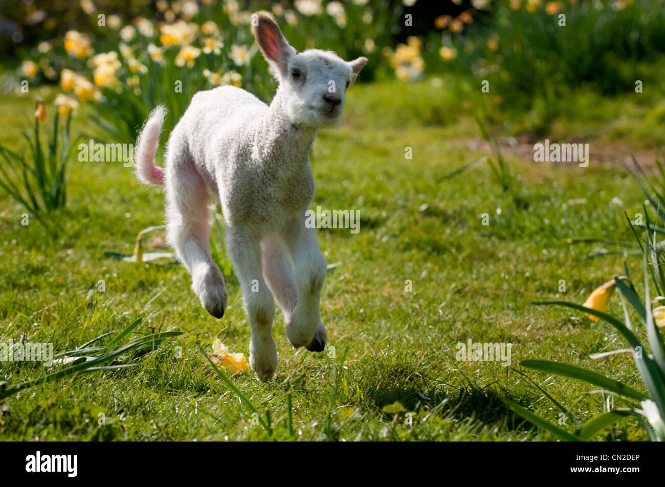 Spring lamb sunshine hi-res stock photography and images - Alamy
