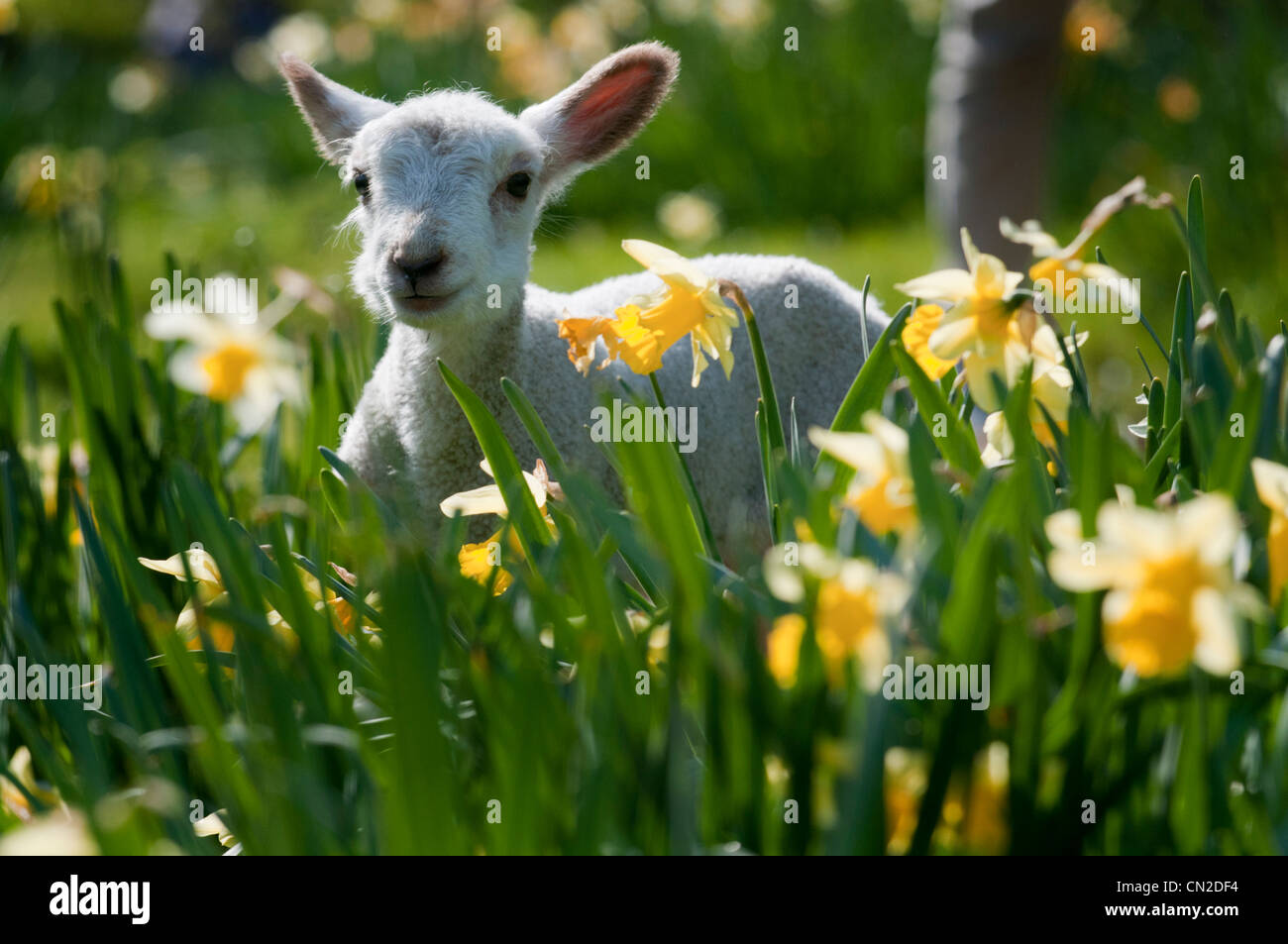 Spring lamb and daffodils hi-res stock photography and images - Alamy