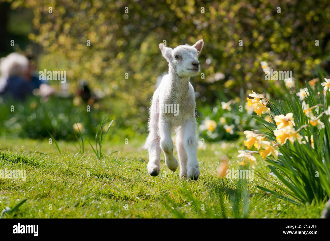 A lamb frolicking in the spring sunshine Stock Photo - Alamy