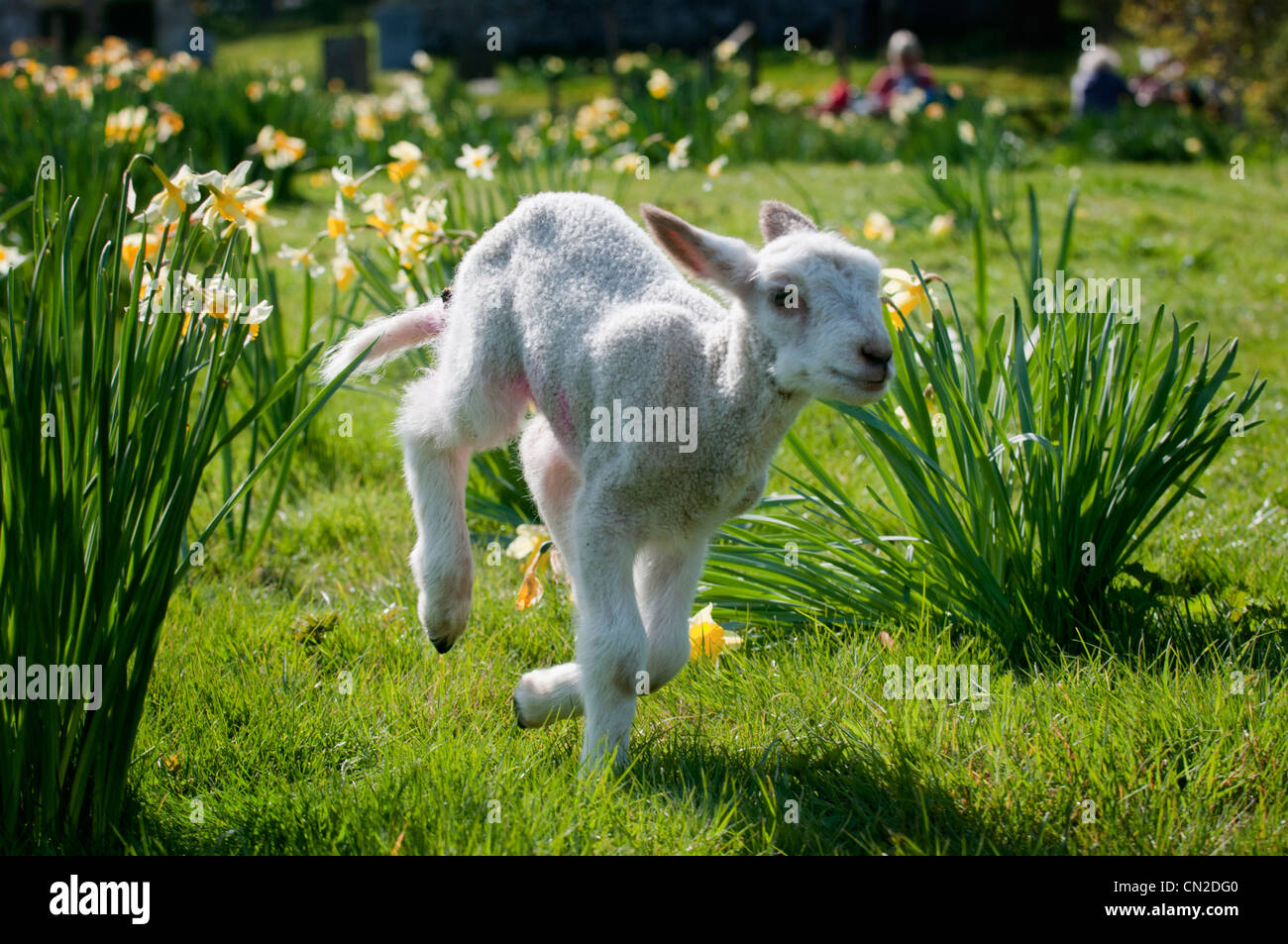 A lamb frolicking in the spring sunshine Stock Photo - Alamy