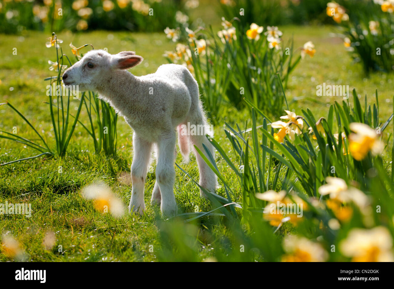 Spring lamb and daffodils hi-res stock photography and images - Alamy