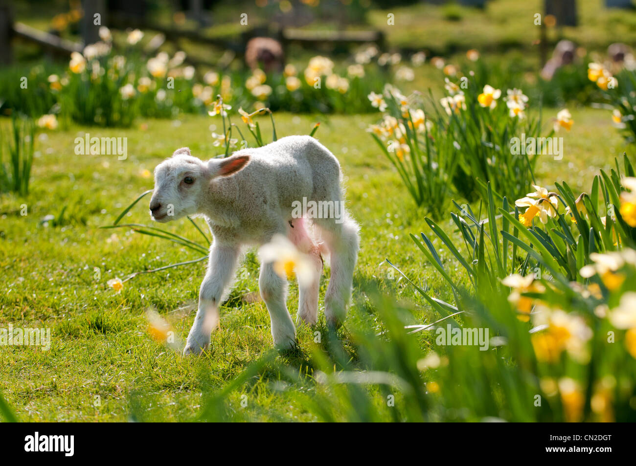 Spring lamb and daffodils hi-res stock photography and images - Alamy