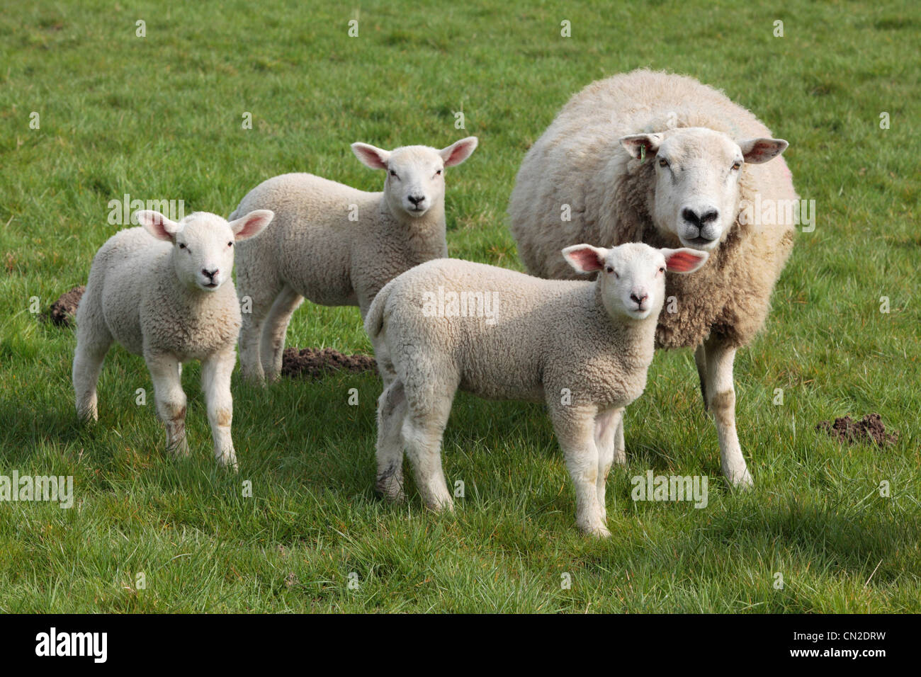 Yorkshire Sheep High Resolution Stock Photography and Images - Alamy