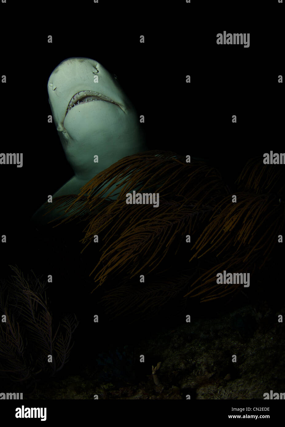 Night Lemon Shark Stock Photo - Alamy