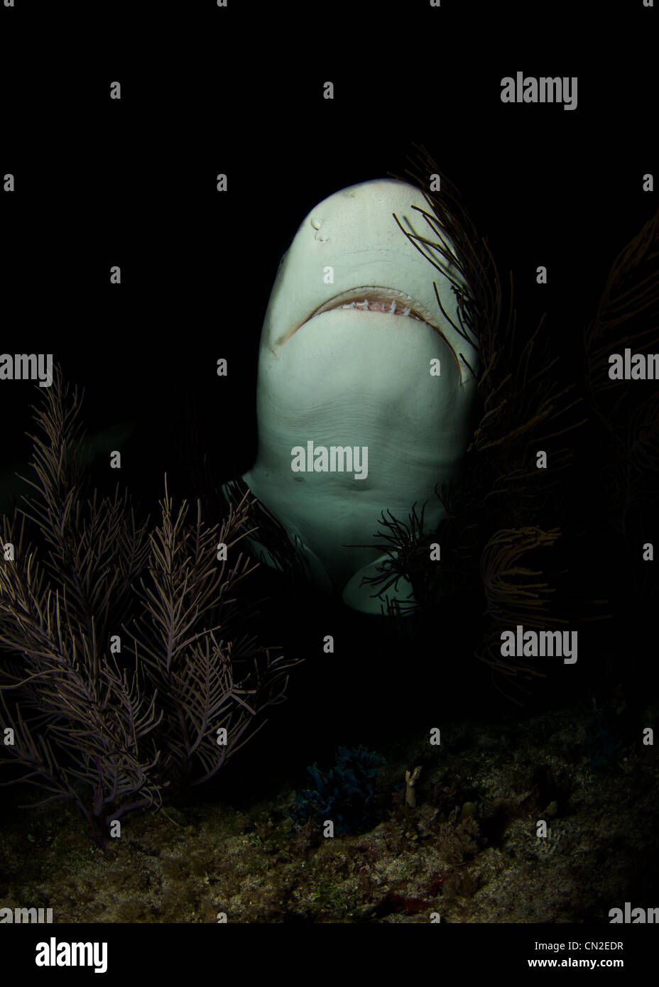 Night Lemon Shark Stock Photo - Alamy
