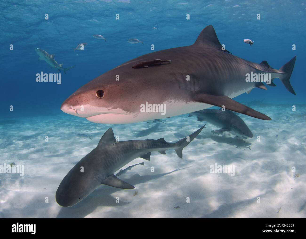 Multiple Tiger Sharks at Tiger Beach Stock Photo - Alamy